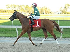 Ring Weekend - Horse Profile - BloodHorse