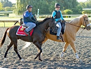 Willcox Inn - Horse Profile - BloodHorse