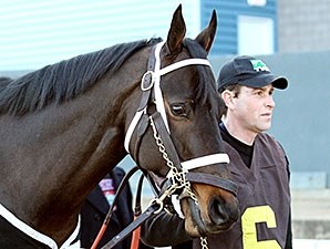 Ride On Curlin - Horse Profile - BloodHorse