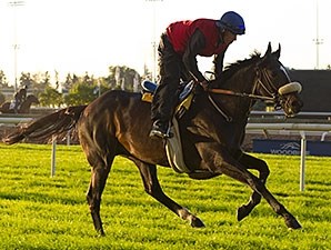 Lucayan (FR) - Horse Profile - BloodHorse