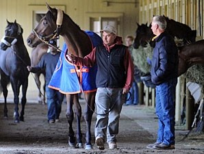 Uncle Mo - Horse Profile - BloodHorse