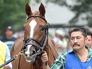 Partisan Politics - Horse Profile - BloodHorse