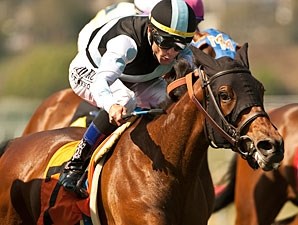 Charlie Em (GB) - Horse Profile - BloodHorse