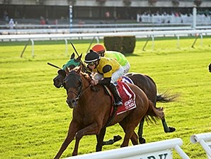 Ring Weekend - Horse Profile - BloodHorse
