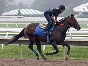 Paynter - Horse Profile - BloodHorse