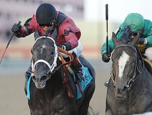 Cairo Prince - Horse Profile - BloodHorse