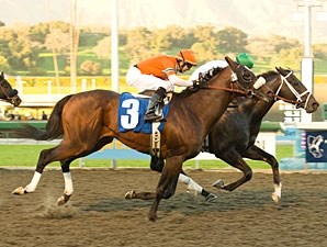 Cowboy Cal - Horse Profile - BloodHorse