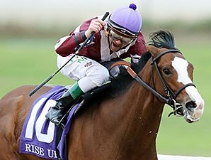 Rise Up - Horse Profile - BloodHorse