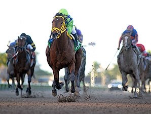 Wildcat Red - Horse Profile - BloodHorse