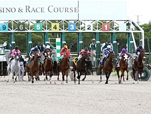 Awesome Belle - Horse Profile - BloodHorse