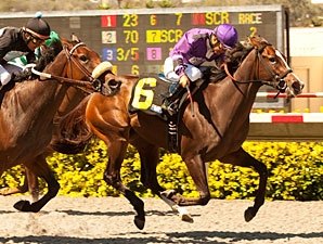 The Green Monkey Sires First Winner - BloodHorse