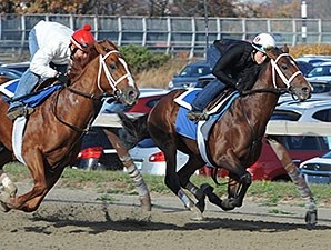 Alpha - Horse Profile - BloodHorse