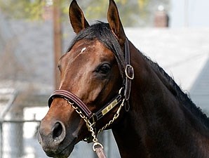 Colonel John - Horse Profile - BloodHorse