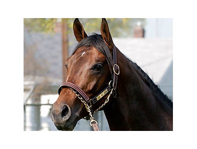 Colonel John Works; Gearing Up for Swaps - BloodHorse
