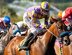 Switch - Horse Profile - BloodHorse