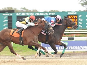 Musket Man - Horse Profile - BloodHorse