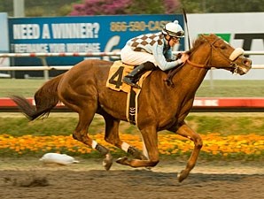 Aggie Engineer - Horse Profile - BloodHorse