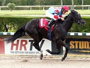 Brave Dave - Horse Profile - BloodHorse