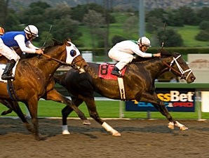 Cowboy Cal - Horse Profile - BloodHorse