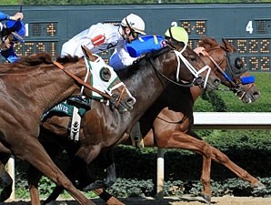 Line of David - Horse Profile - BloodHorse