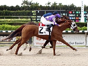Awesome Belle - Horse Profile - BloodHorse