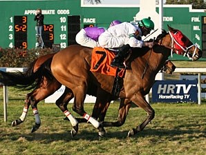 Turfiste - Horse Profile - BloodHorse