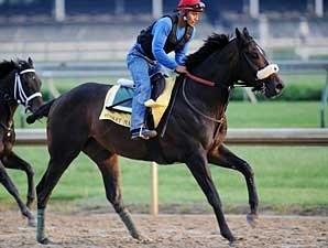 Musket Man - Horse Profile - BloodHorse