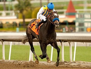 The Factor - Horse Profile - BloodHorse