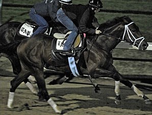 Quality Road - Horse Profile - BloodHorse