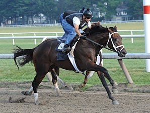 Uncle Mo - Horse Profile - BloodHorse