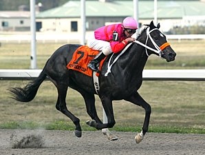 West Side Bernie - Horse Profile - BloodHorse