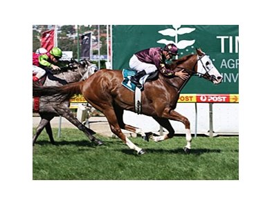 Apache Cat Impressive in Australia - BloodHorse