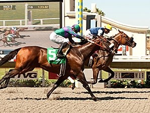 Blue Tone - Horse Profile - BloodHorse