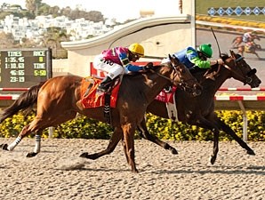 Include Me Out - Horse Profile - BloodHorse