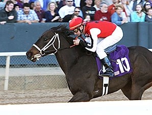 Ride On Curlin - Horse Profile - BloodHorse