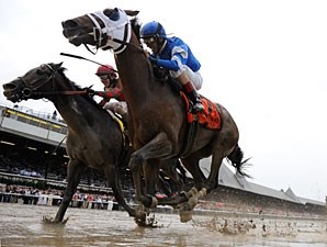 Alpha - Horse Profile - BloodHorse