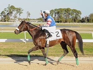 Musket Man - Horse Profile - BloodHorse