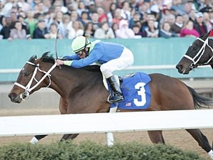 Native Ruler - Horse Profile - BloodHorse