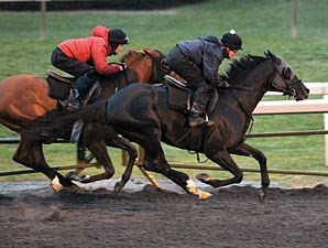 Willcox Inn - Horse Profile - BloodHorse