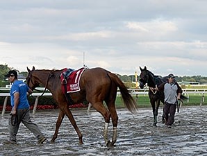 Ring Weekend - Horse Profile - BloodHorse