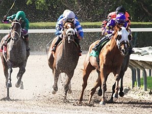 Awesome Belle - Horse Profile - BloodHorse