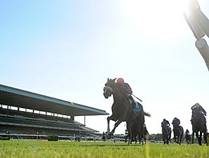 Minorette - Horse Profile - BloodHorse