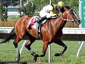 Stormy Novel - Horse Profile - BloodHorse