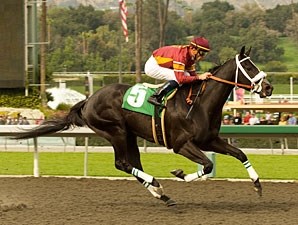 Georgie Boy - Horse Profile - BloodHorse