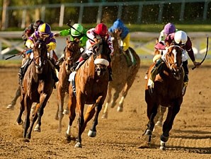 Anthony's Cross - Horse Profile - BloodHorse