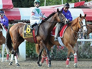 Palace - Horse Profile - BloodHorse