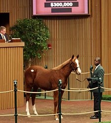Distorted Humor Colt Tops First-Day Yearlings - BloodHorse