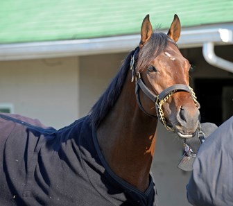 Orb - Horse Profile - BloodHorse