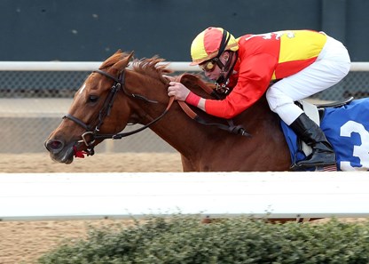 Rose to Gold - Horse Profile - BloodHorse