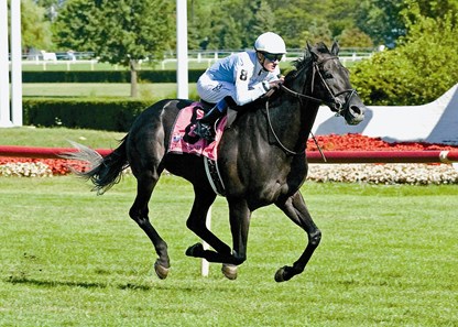Cosmonaut - Horse Profile - BloodHorse